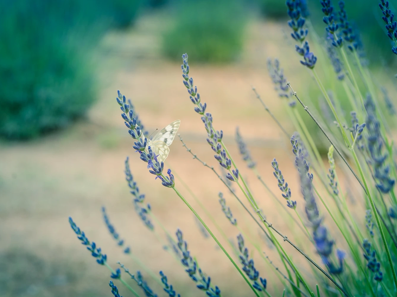 Lavender Festival Fredericksburg [2026] - Ring in the Spring - Nook ...